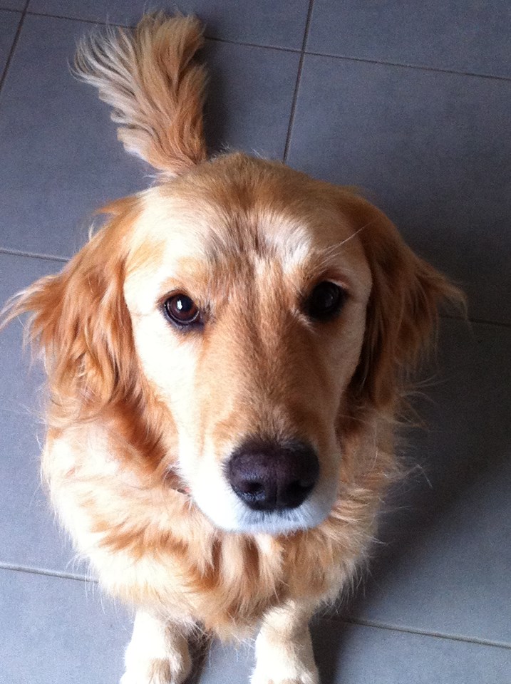 The Dog Listener Guide to Golden Retrievers - Payhip