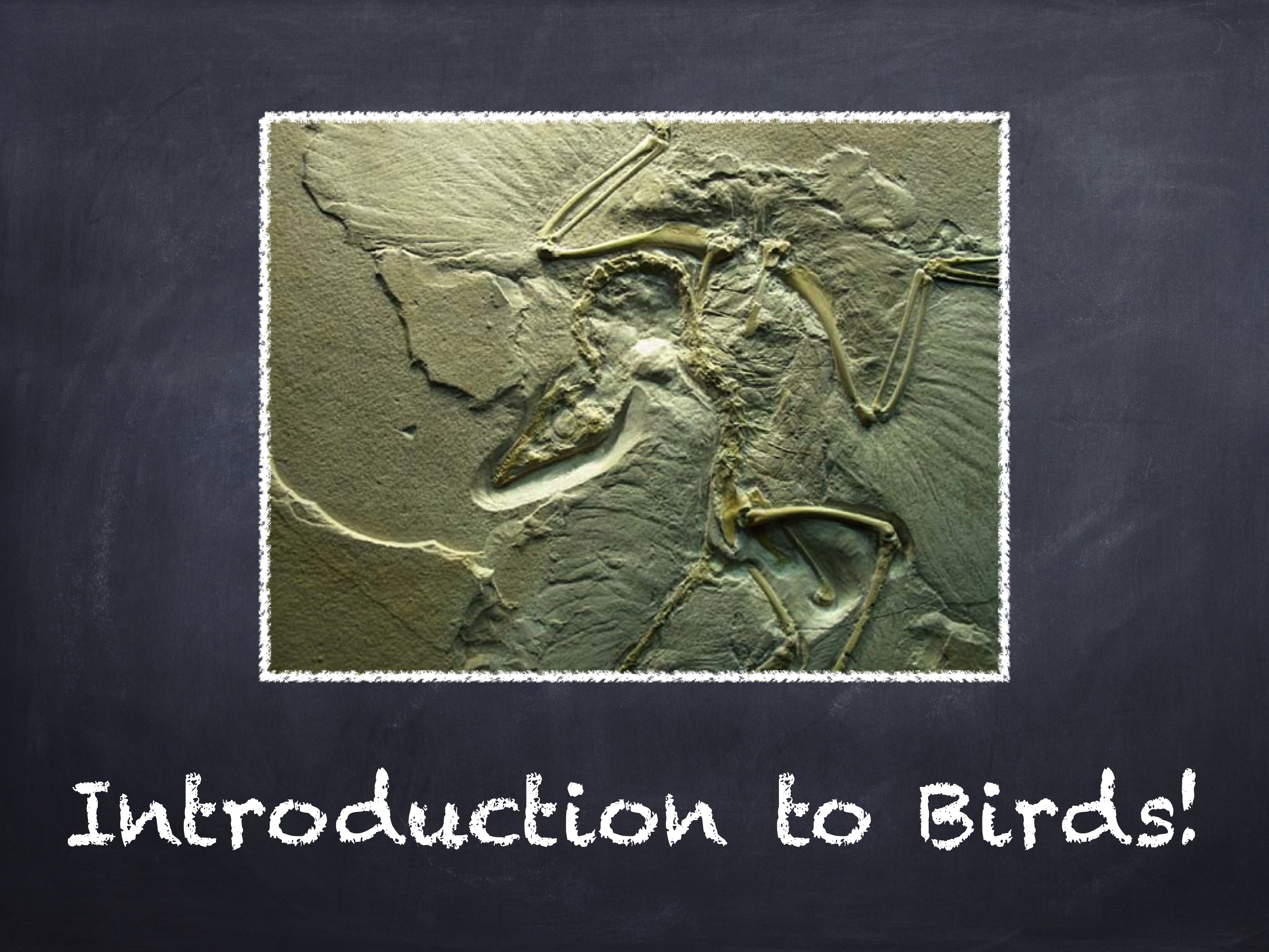 Birds Vol. 01: Introduction to Birds - Educational PowerPoint Slideshow ...
