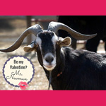 Kiss from Mr. Newman Goat - Payhip