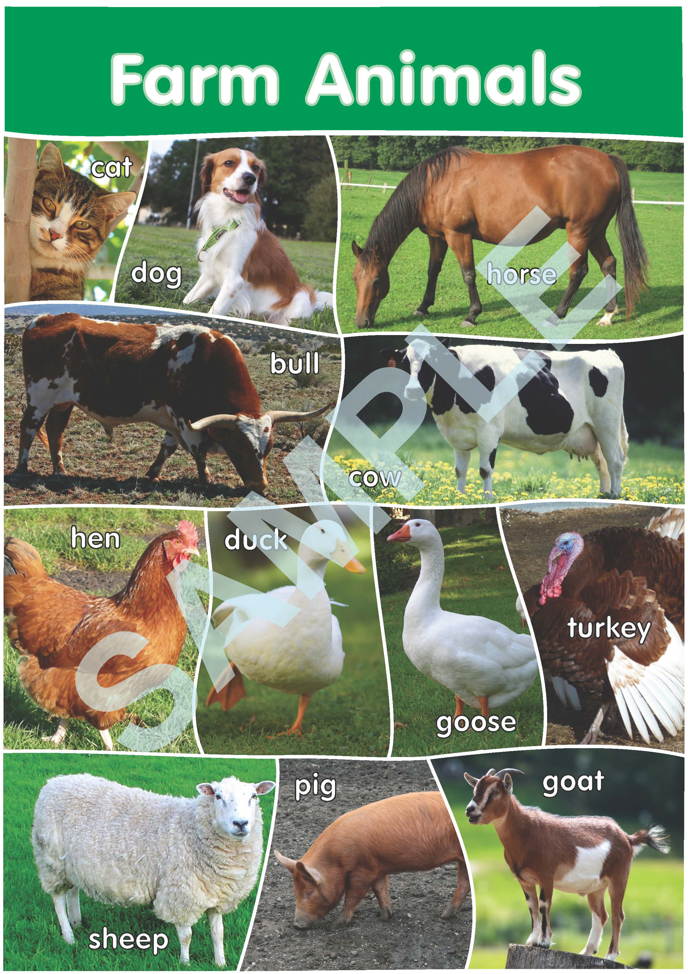 12 Farm Animals Poster- A3 size - English Version. - Payhip