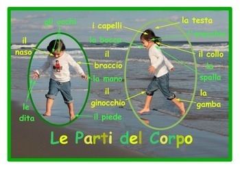 Parts of the body Poster in Italian . A3 size - Payhip